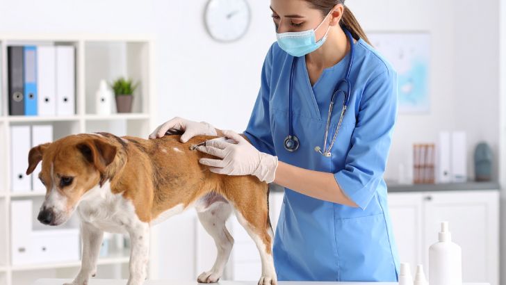 Complete Guide to Dog Skin Problems: Causes, Symptoms & Treatments