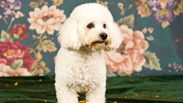 Top 25 most popular small dog breeds for modern living